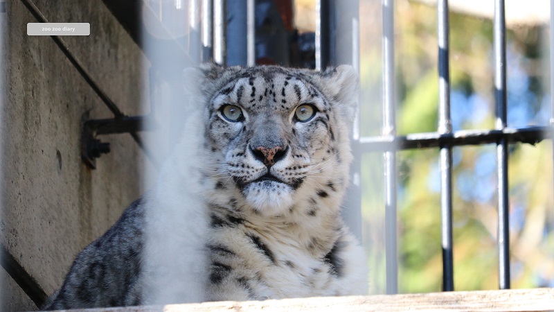日本にいるユキヒョウ【全14頭】動物の相関図｜2026年2月 – zoo zoo diary