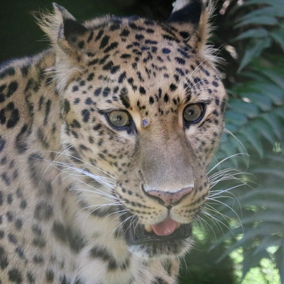 アムールヒョウに会える動物園は10か所15頭だけ！一覧とニュースまとめ – zoo zoo diary