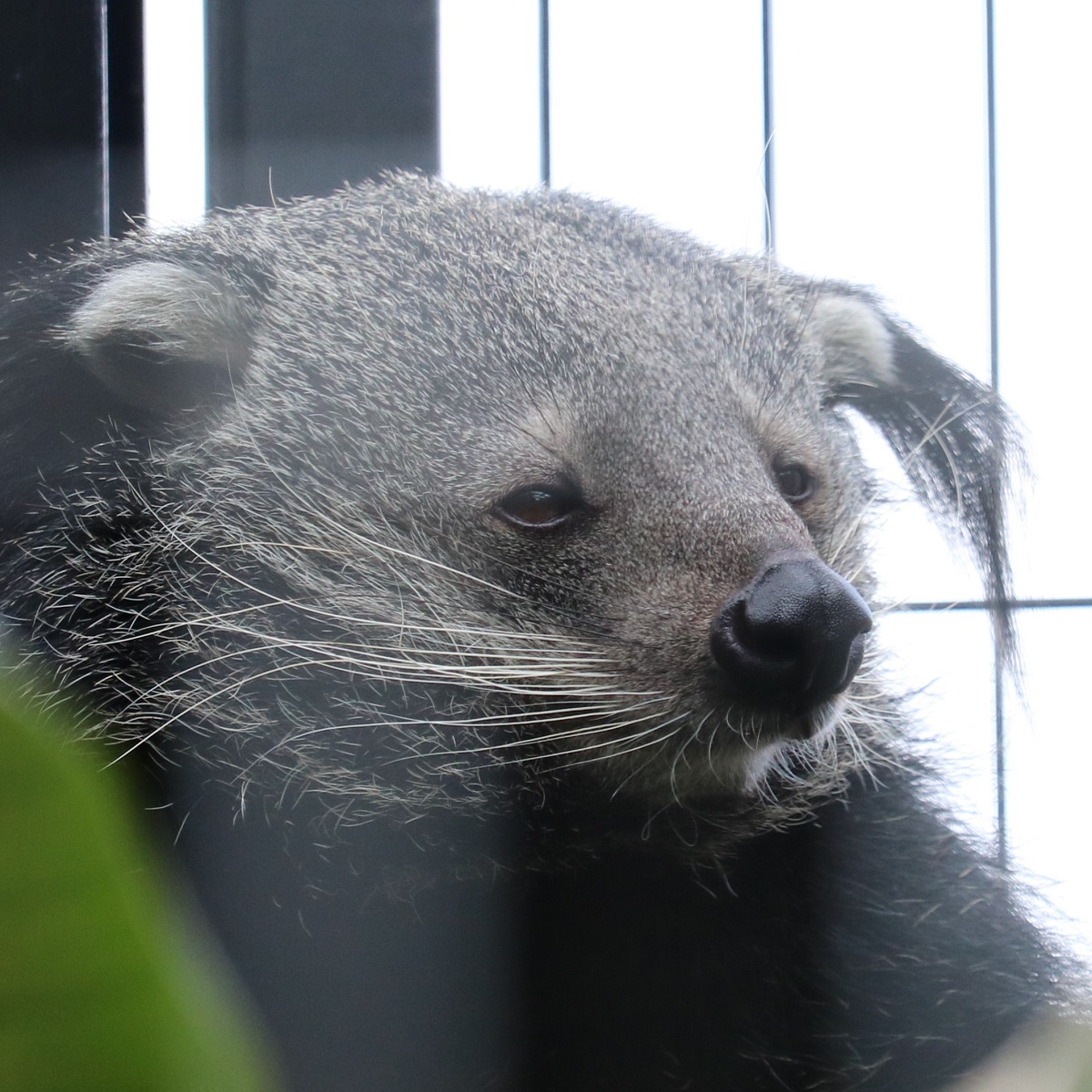 ビントロングに会える動物園とニュースまとめ｜2025年 – zoo zoo diary